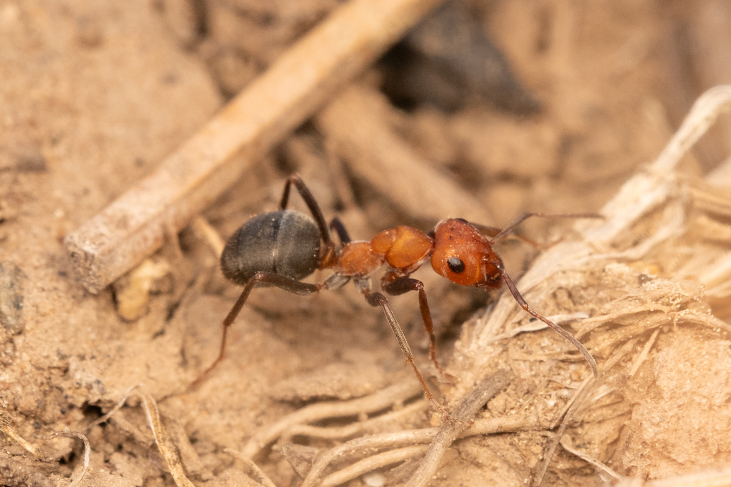 Western Thatching Ant from Lake County, OR, USA on June 18, 2023 at 09: ...
