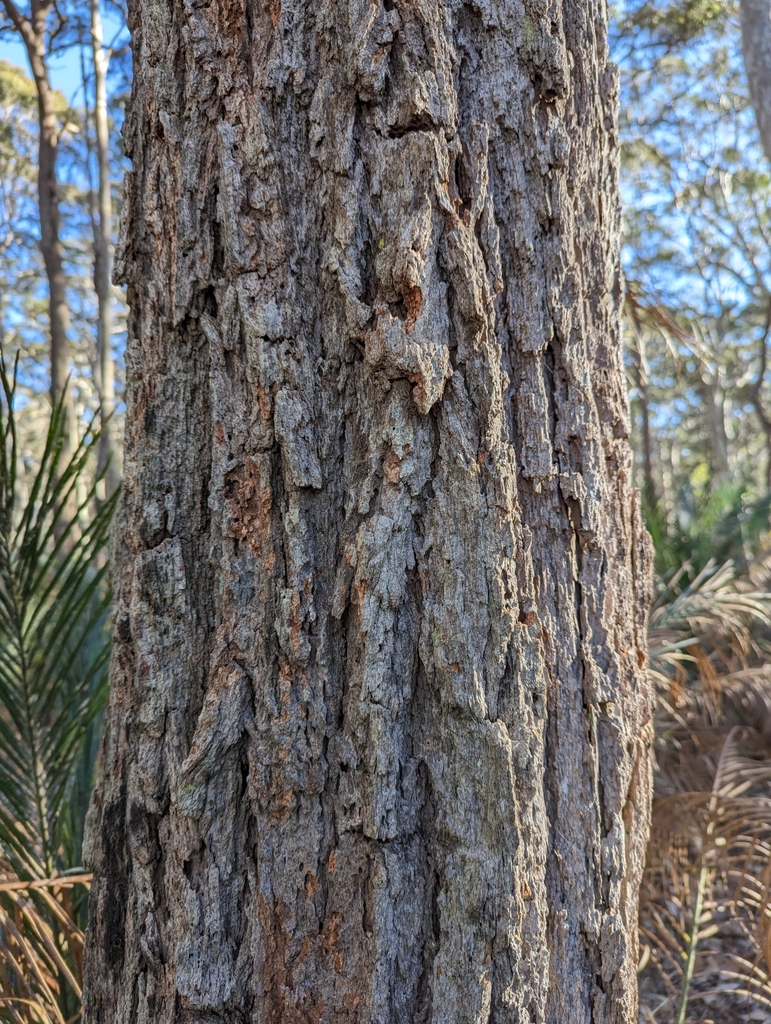 Grey Ironbark from Moruya Heads NSW 2537, Australia on July 22, 2023 at ...