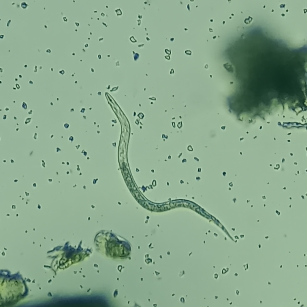 Tylenchulus semipenetrans in July 2023 by João Vitor Oliveira de Souza ...