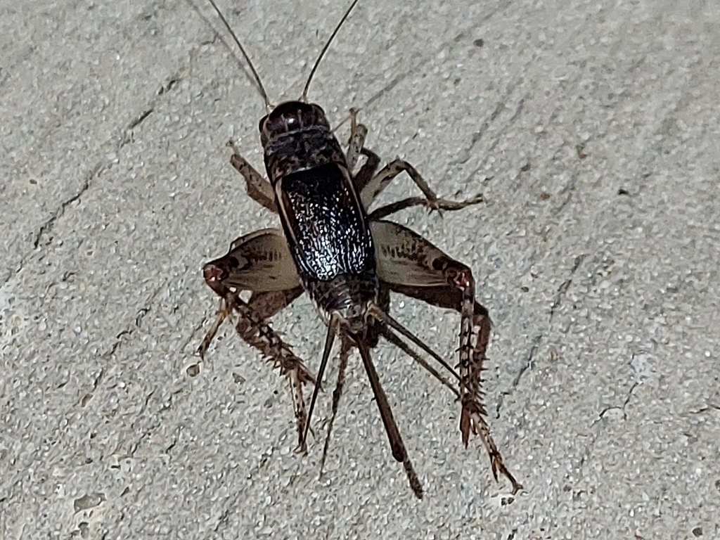 Japanese Burrowing Cricket from Warrensburg, MO 64093, USA on July 21 ...