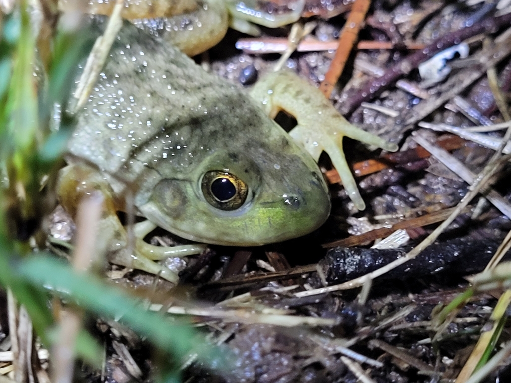 American Bullfrog from Lawrenceville, GA 30043, USA on July 21, 2023 at ...