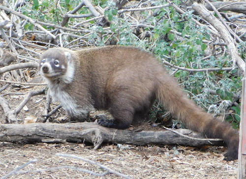 Coatí (Nasua narica)