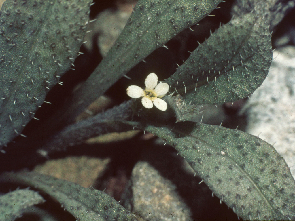 Myosotis glauca in November 1974 by Colin Ogle. Cultivated, ex-Upper ...