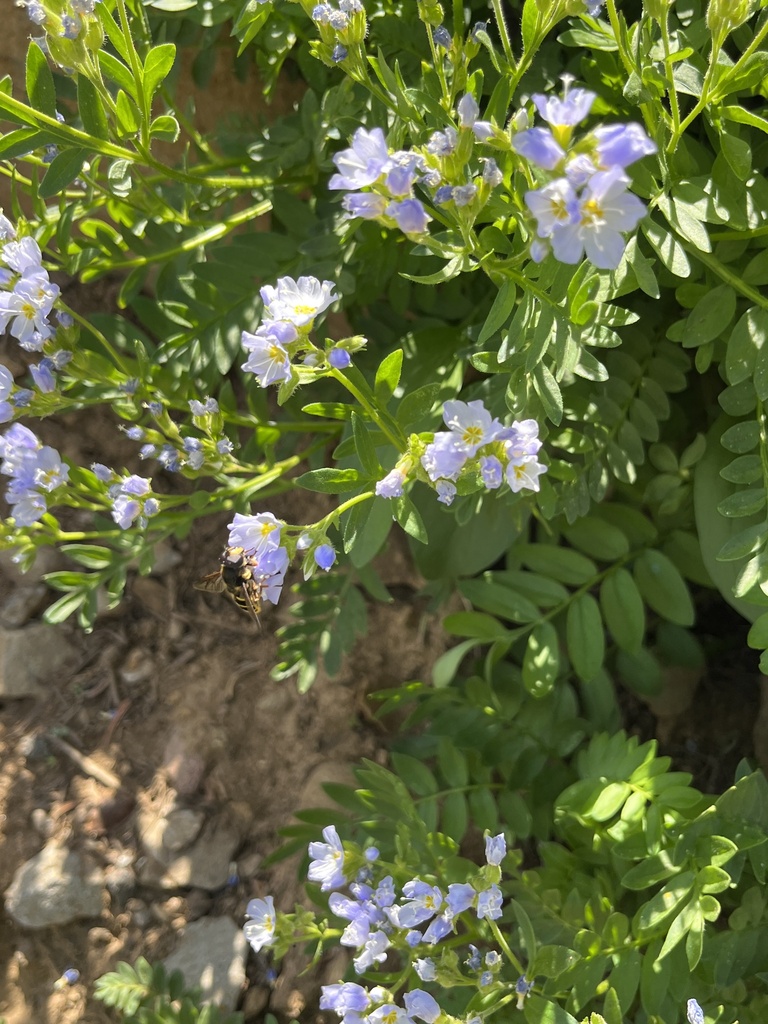 California Jacob's ladder from Cassia County, ID, USA on July 20, 2023 ...