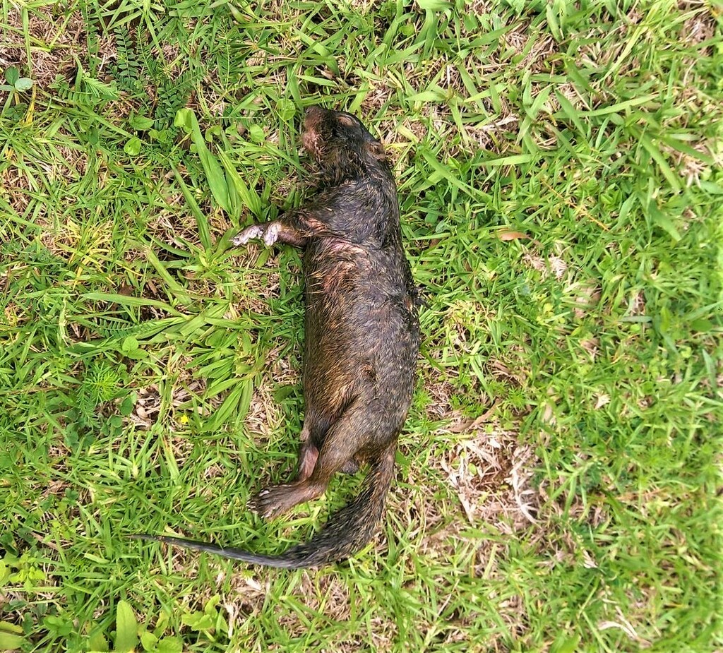 Rodents from Tenancingo, Méx., México on July 21, 2023 at 06:00 PM by ...