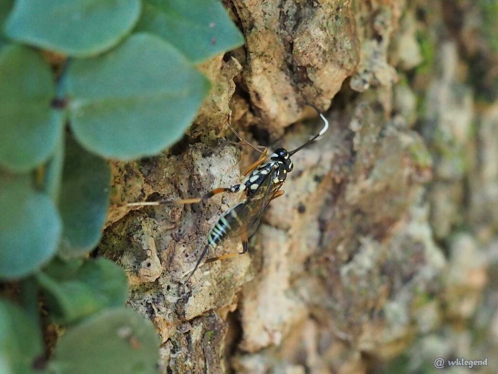 Gotra octocinctus from Sai Kung, Hong Kong on July 21, 2023 at 11:21 AM ...