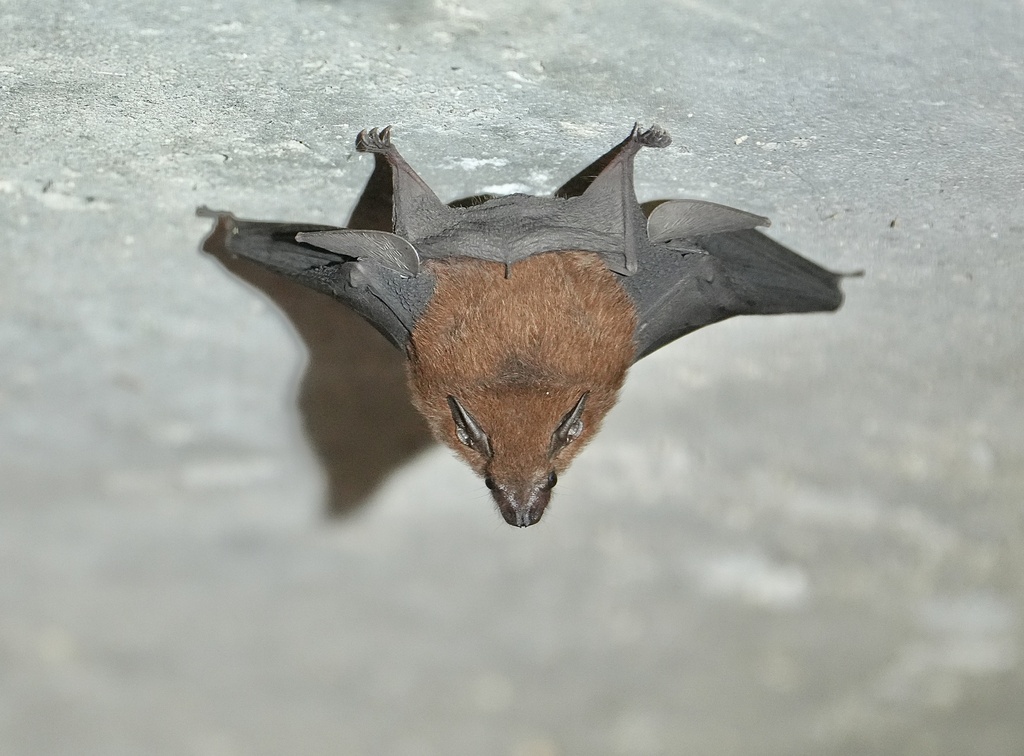 lesser sheath-tailed bat from Taman Negara, MY-PH-LI, MY-PH, MY on June ...