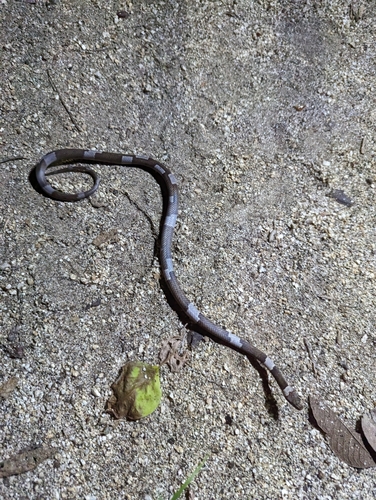 Black-banded Cat-eyed Snake (Leptodeira nigrofasciata) - Snakes and Lizards