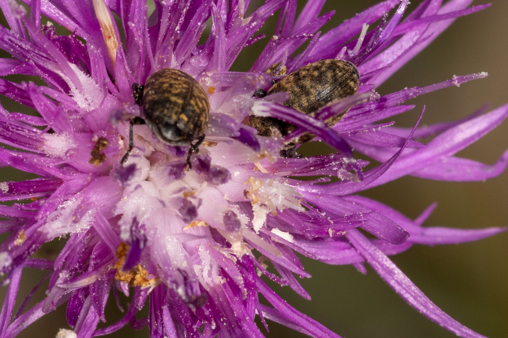 Blunt Knapweed Flower Weevil from Door County, WI, USA on July 19, 2023 ...