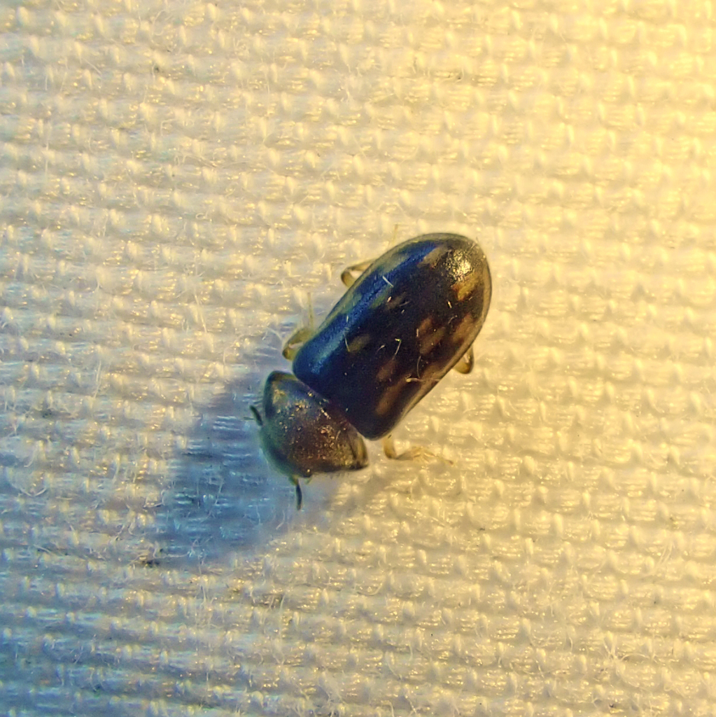 Variegated Mud-loving Beetles from 60 Maskell Ct, Draper QLD 4520 ...