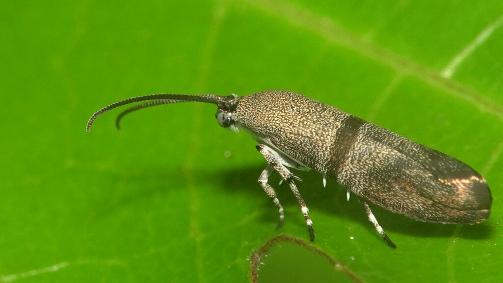 Phycodes minor from Film City, Goregaon East, Mumbai suburban, Film ...