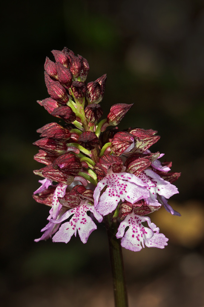 Lady Orchid (Orchidaceae La Rioja) · iNaturalist