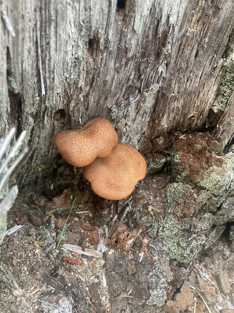 Fungi Including Lichens from Cape Cod National Seashore, Wellfleet, MA ...