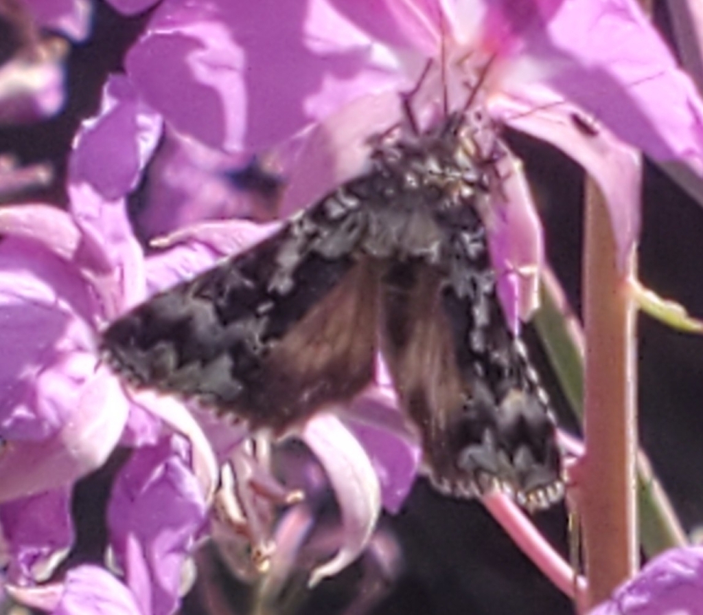 Dusky Silver Y Moth from Rivière-Pentecôte, QC G0H 1R0, Canada on July ...