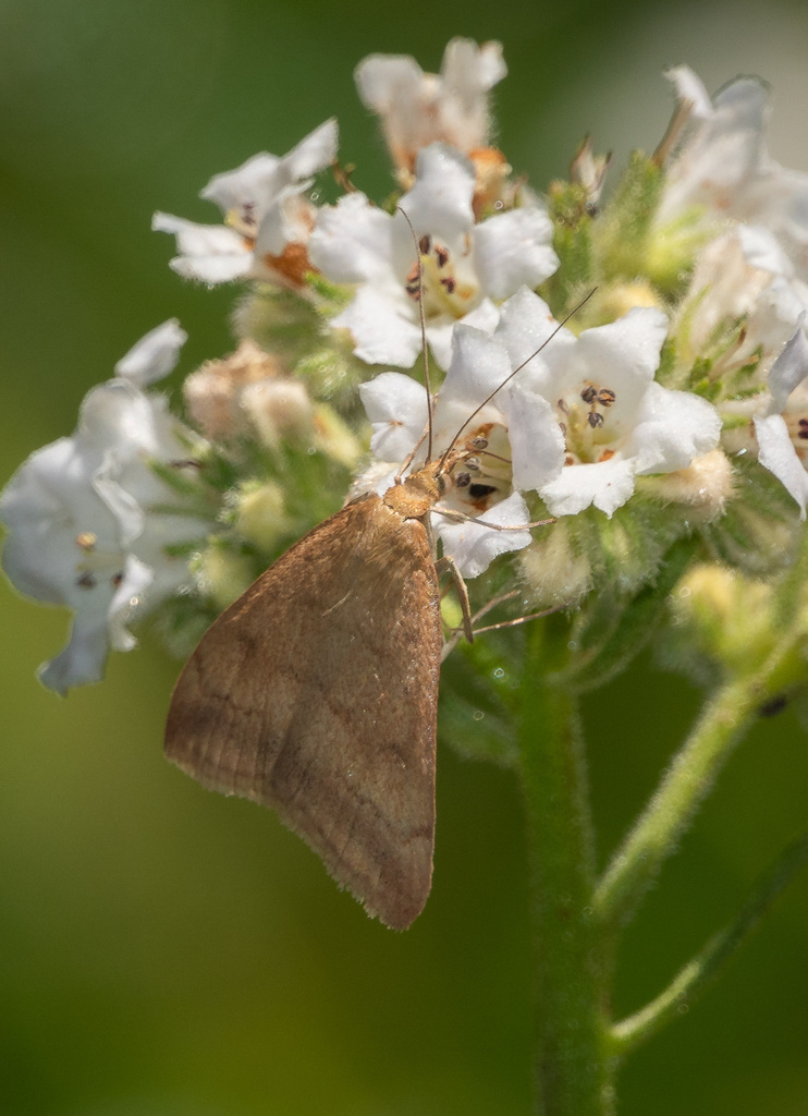 Crambid Snout Moths from Sand to Snow National Monument, Angelus Oaks ...