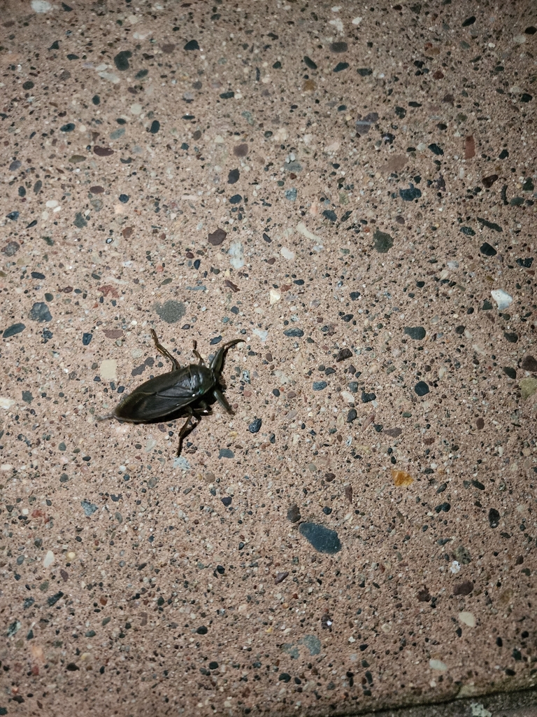 American Giant Water Bug from Minneapolis, MN 55455, USA on July 21 ...