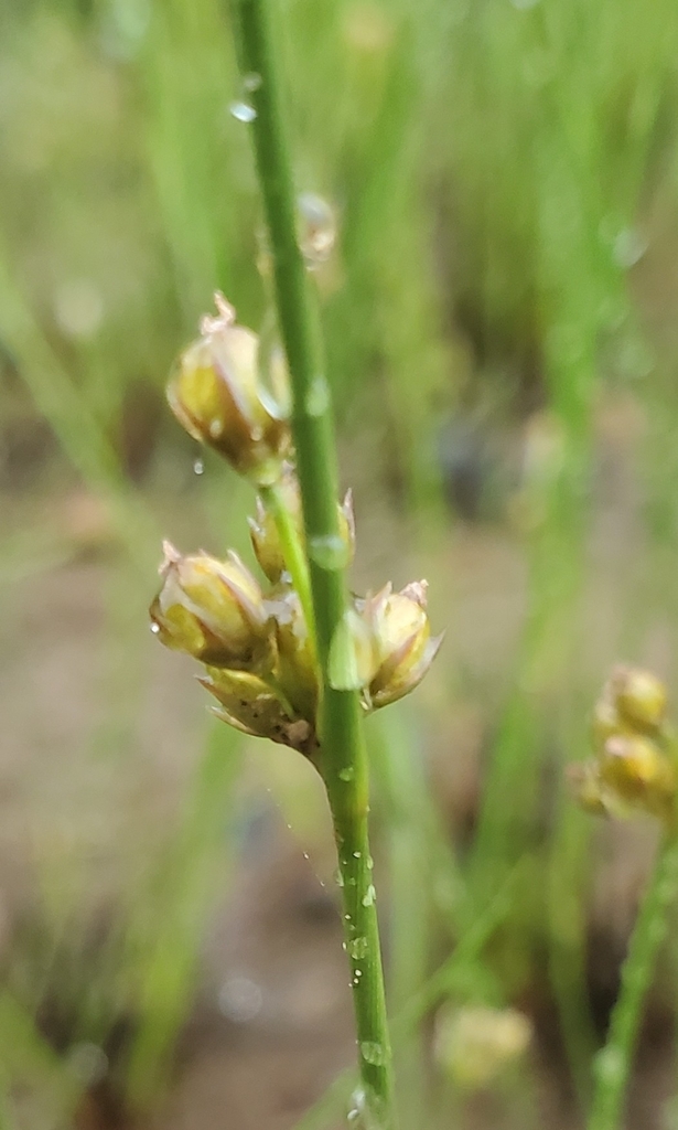 Thread Rush from Newfoundland and Labrador, Canada on July 19, 2023 at ...