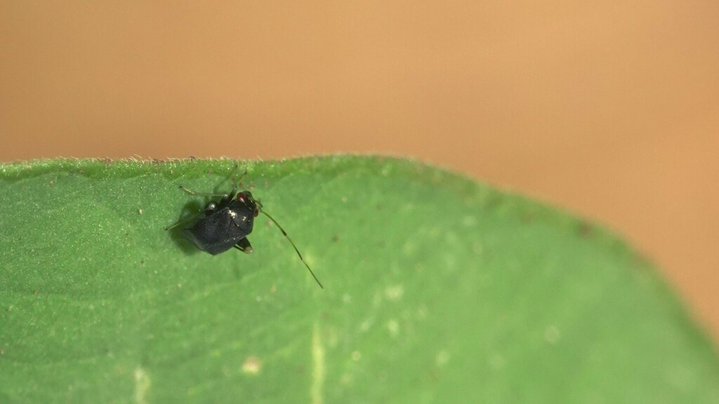 Halticus minutus from Thakur Village Road West, Evershine Phase 3 ...