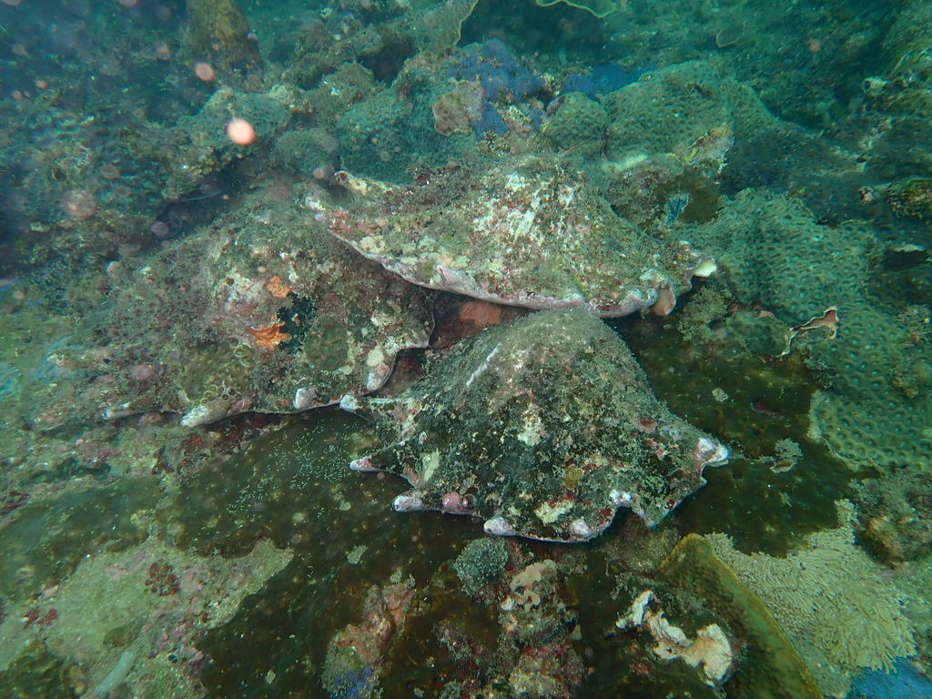 Giant Spider Conch from Sunshine Coast QLD, Australia on February 28 ...
