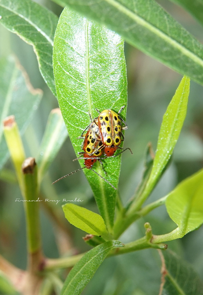 Isotes multipunctata from Paseos de Taxqueña, Ciudad de México, CDMX ...