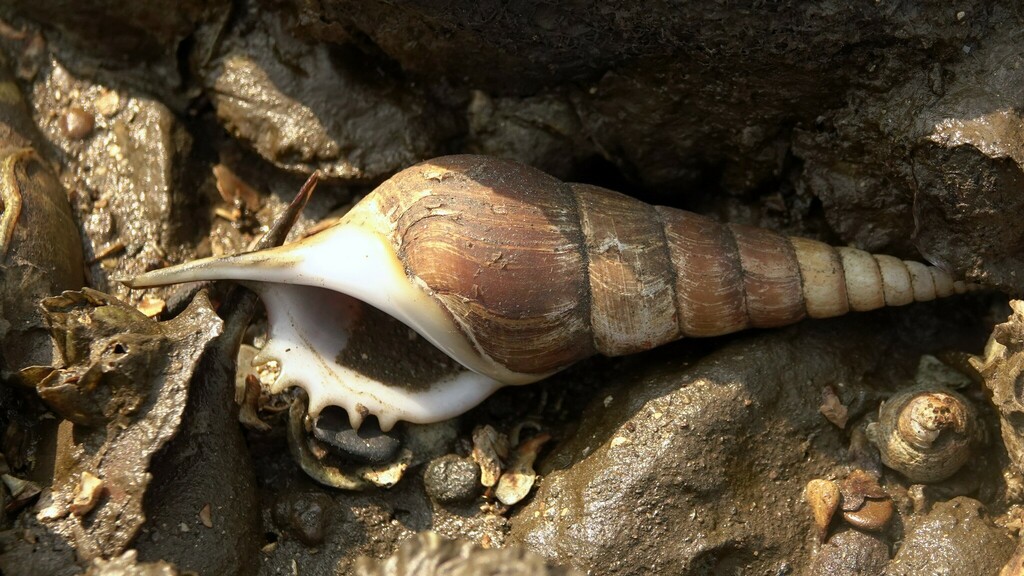 Tibia curta from Bandstand, BJ Road, Mount Mary, Bandra West, Mumbai ...