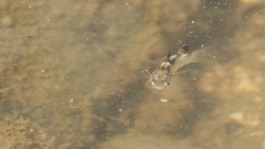 Squaretail Mullet from Bandstand, BJ Road, Mount Mary, Bandra West ...