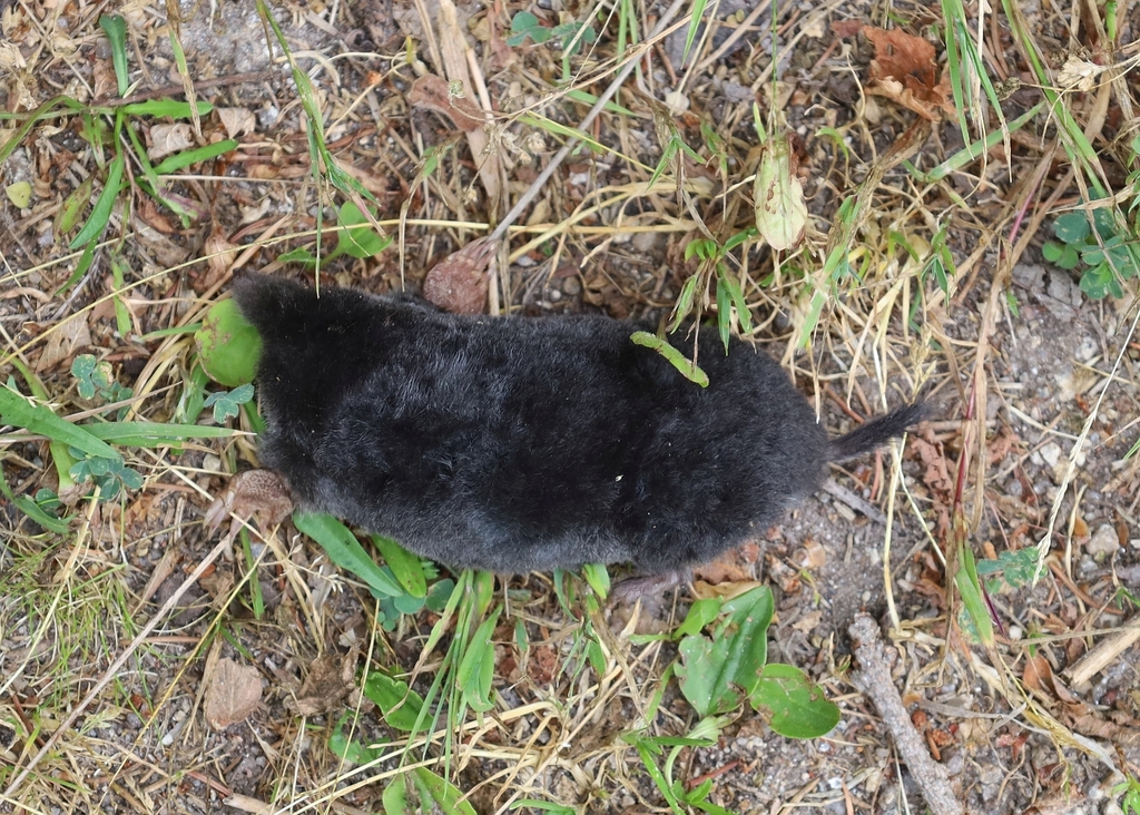 European Mole from Gmünd, Österreich on July 21, 2023 at 04:13 PM by ...
