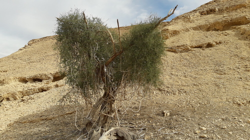 Cocculus pendulus · iNaturalist Panamá
