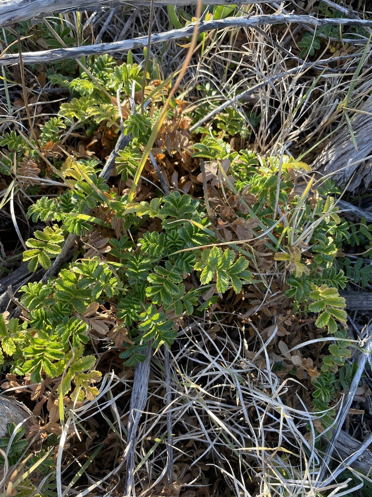 Sand bidibid from South Pacific Ocean, Moruya, NSW, AU on July 22, 2023 ...