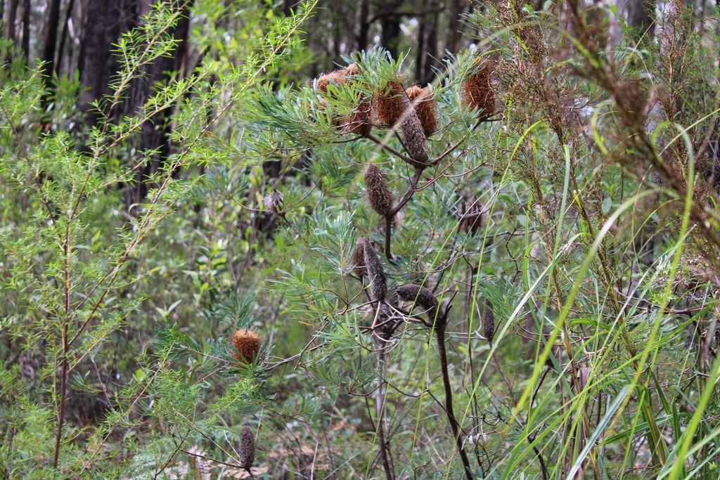 Wallum banksia from Skatepark, Smiths Lake NSW 2428, Australia on July 22, 2023 at 12:38 PM by ...