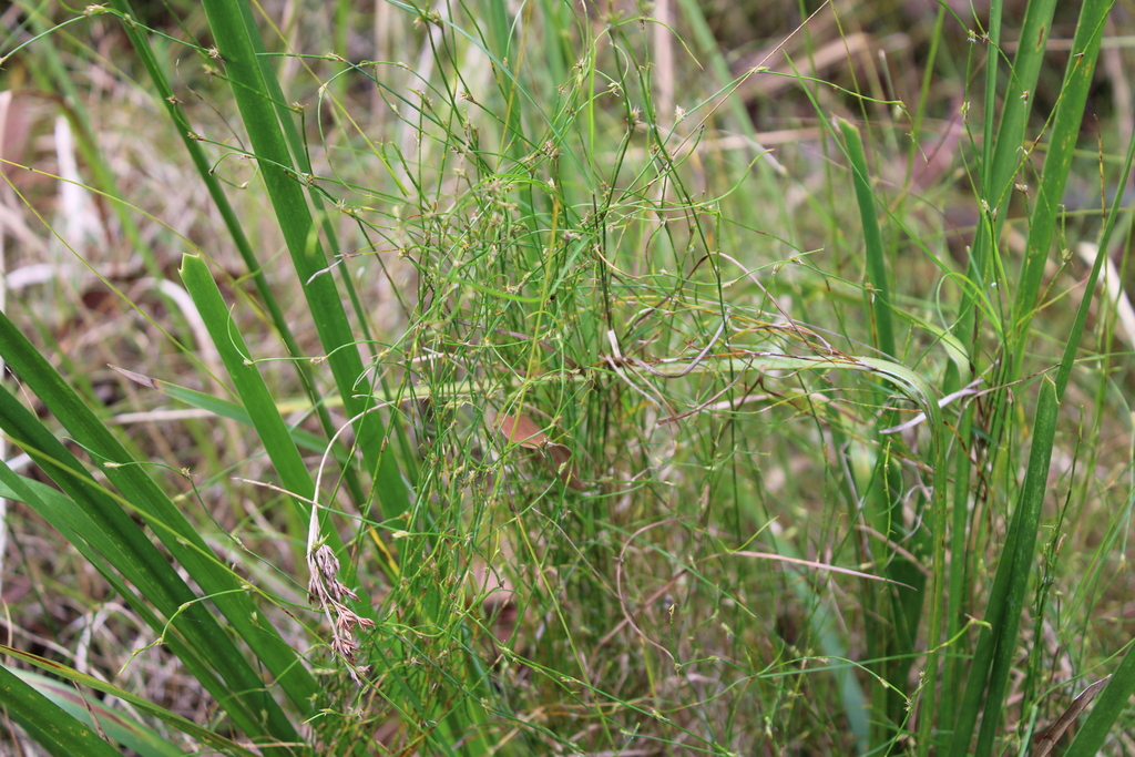 Slender Devil's Twine from Skatepark, Smiths Lake NSW 2428, Australia ...