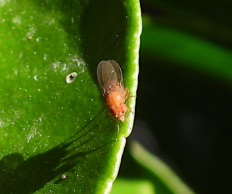 Small Fruit Flies in July 2023 by cirolana. Living in the compost bin ...
