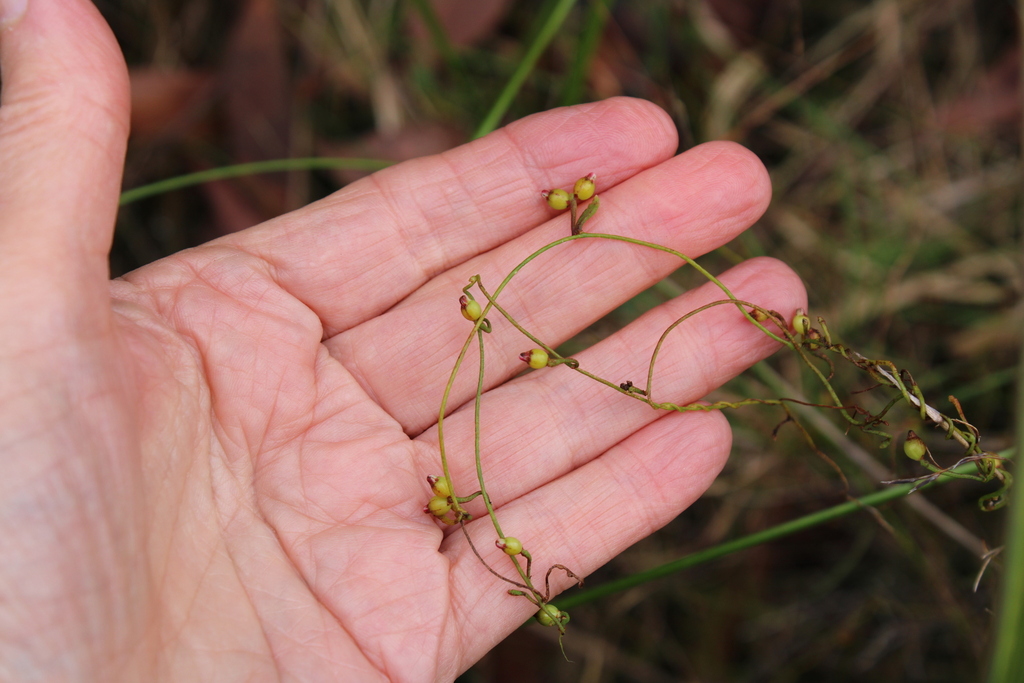 Slender Devil's Twine from Skatepark, Smiths Lake NSW 2428, Australia ...