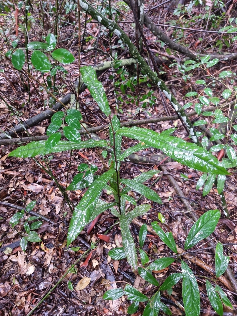 rusty helicia from Stokers Siding NSW 2484, Australia on July 18, 2023 ...