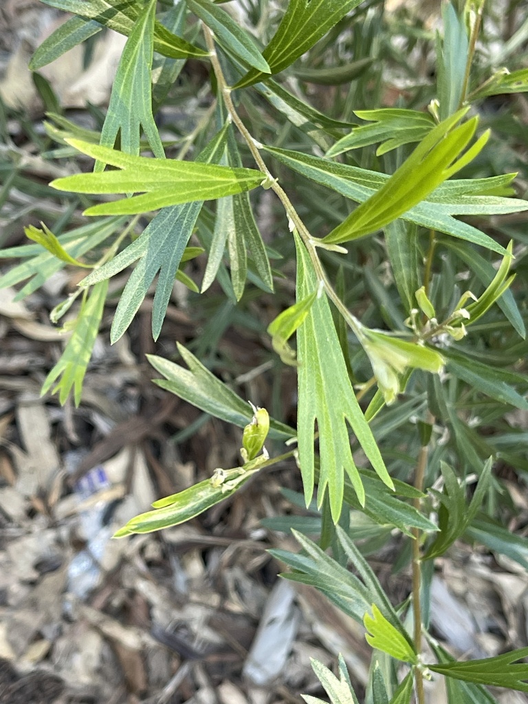 Protea family from Riverside Dr, Muirlea, QLD, AU on July 22, 2023 at ...