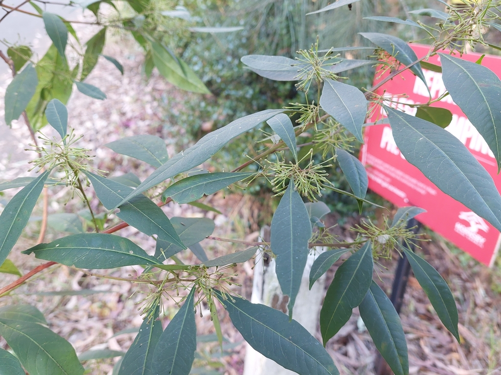 Common Hop Bush from Hornsby NSW 2077, Australia on July 22, 2023 at 03 ...