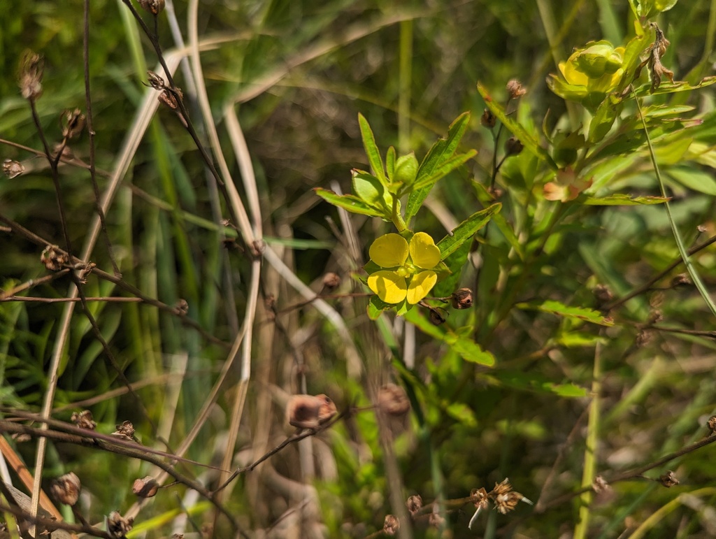 Seedbox in July 2023 by Ryan Sorrells · iNaturalist