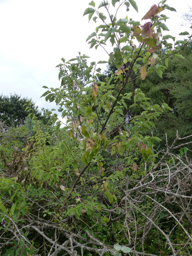 Houhere from Half Moon Bay, Auckland, New Zealand on January 15, 2019 ...