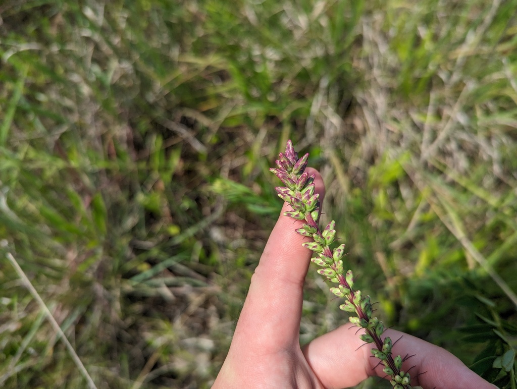dense blazing star in July 2023 by Ryan Sorrells · iNaturalist