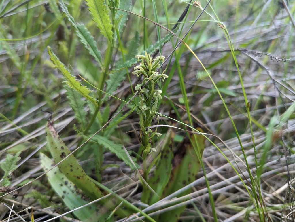 northern tuberculed orchid in July 2023 by Ryan Sorrells · iNaturalist
