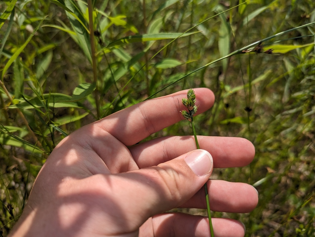 green-and-white sedge in July 2023 by Ryan Sorrells · iNaturalist