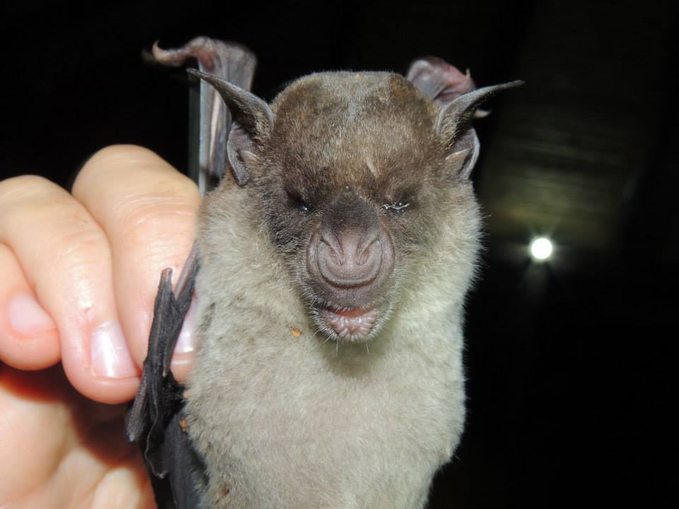 pale spear-nosed bat (Phyllostomus discolor) - Know Your Mammals