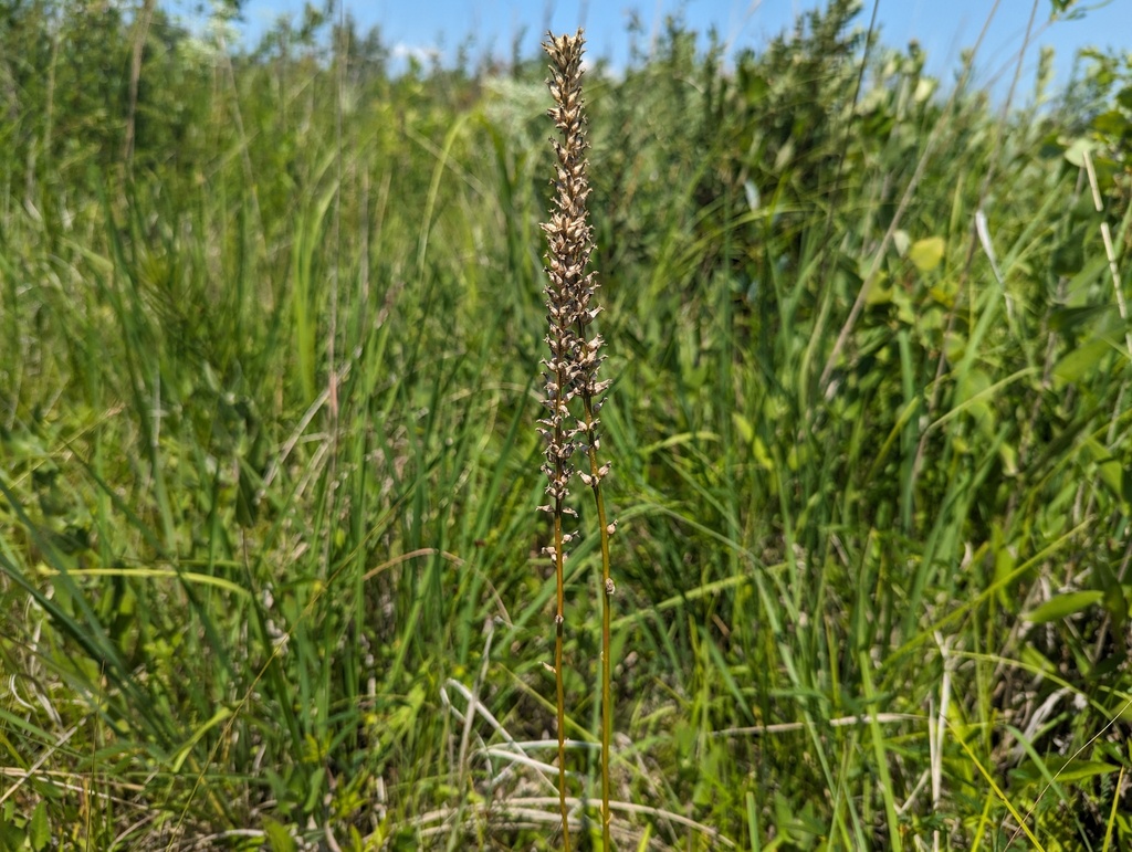 White-tubed Colicroot in July 2023 by Ryan Sorrells · iNaturalist