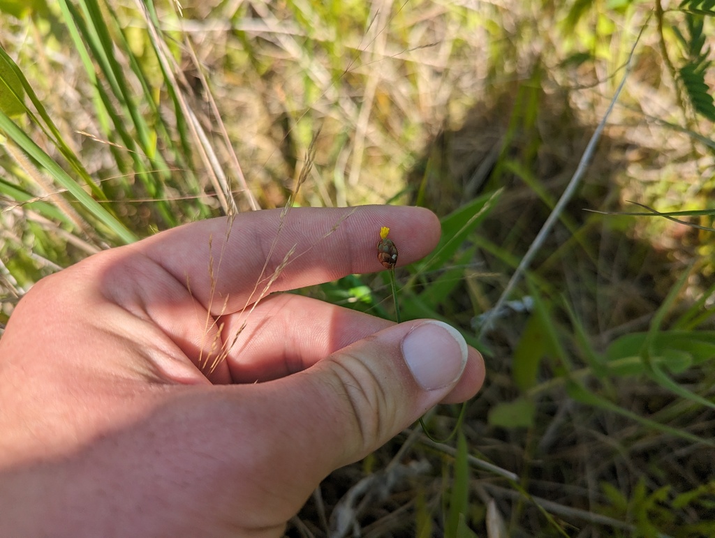 twisted yellow-eyed grass in July 2023 by Ryan Sorrells · iNaturalist