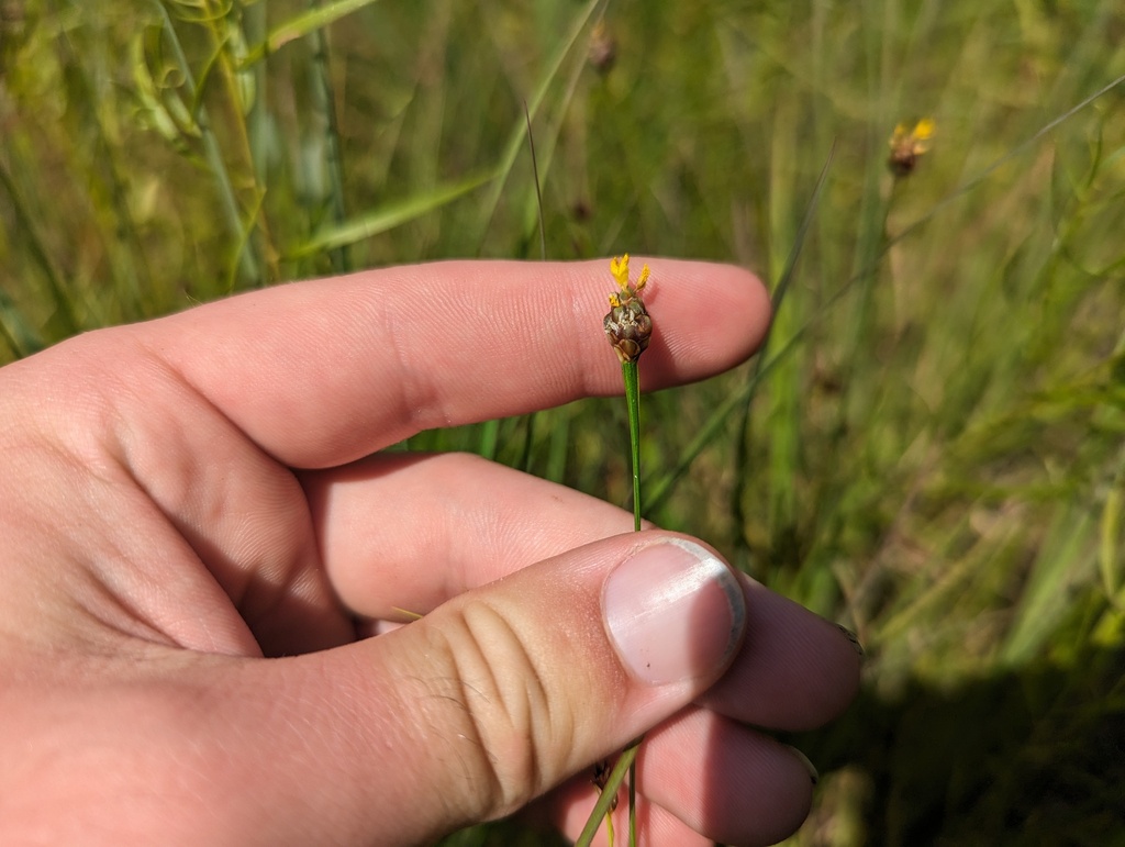 twisted yellow-eyed grass in July 2023 by Ryan Sorrells · iNaturalist