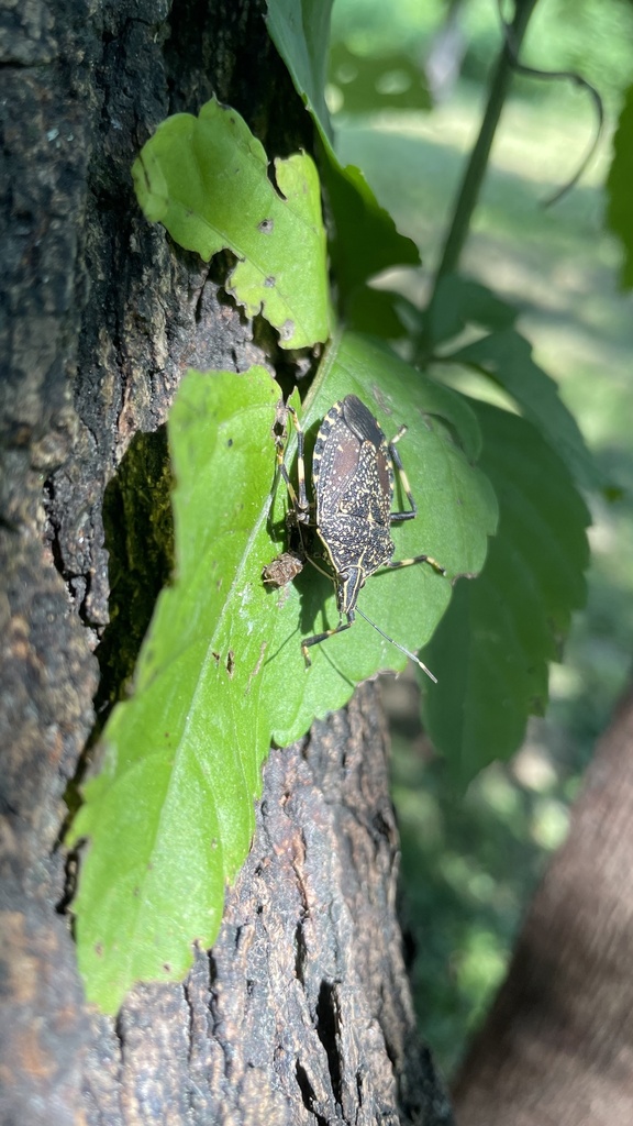 Yellow-spotted Stink Bug in July 2023 by eggseries · iNaturalist
