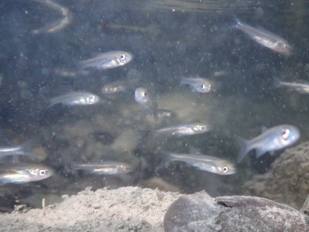 Epiros Riffle Dace from Corfu, Nymfai, Ionian Islands, GR on July 20 ...
