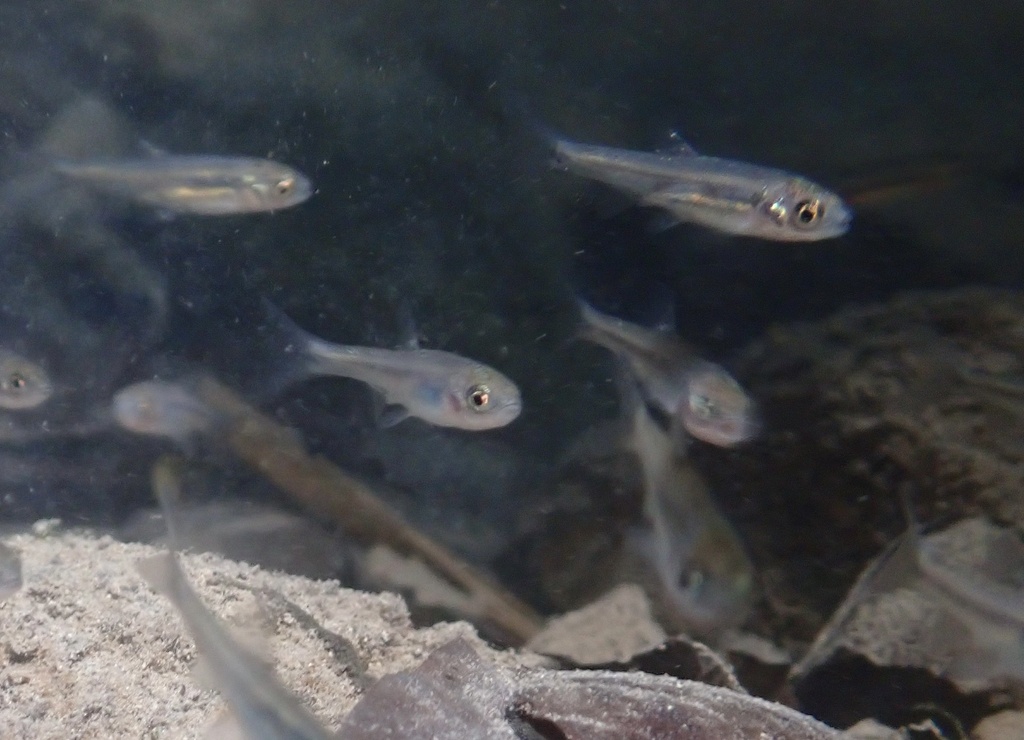 Epiros Riffle Dace from Corfu, Nymfai, Ionian Islands, GR on July 20 ...