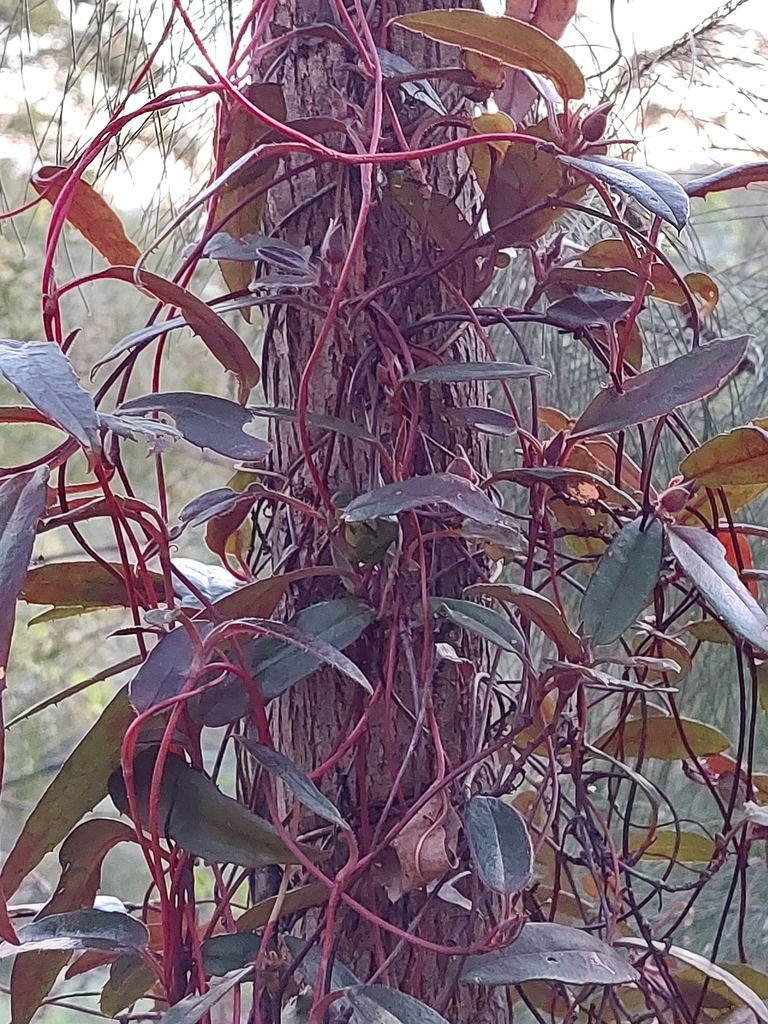Toothed Guinea Flower from Hornsby NSW 2077, Australia on July 22, 2023 ...