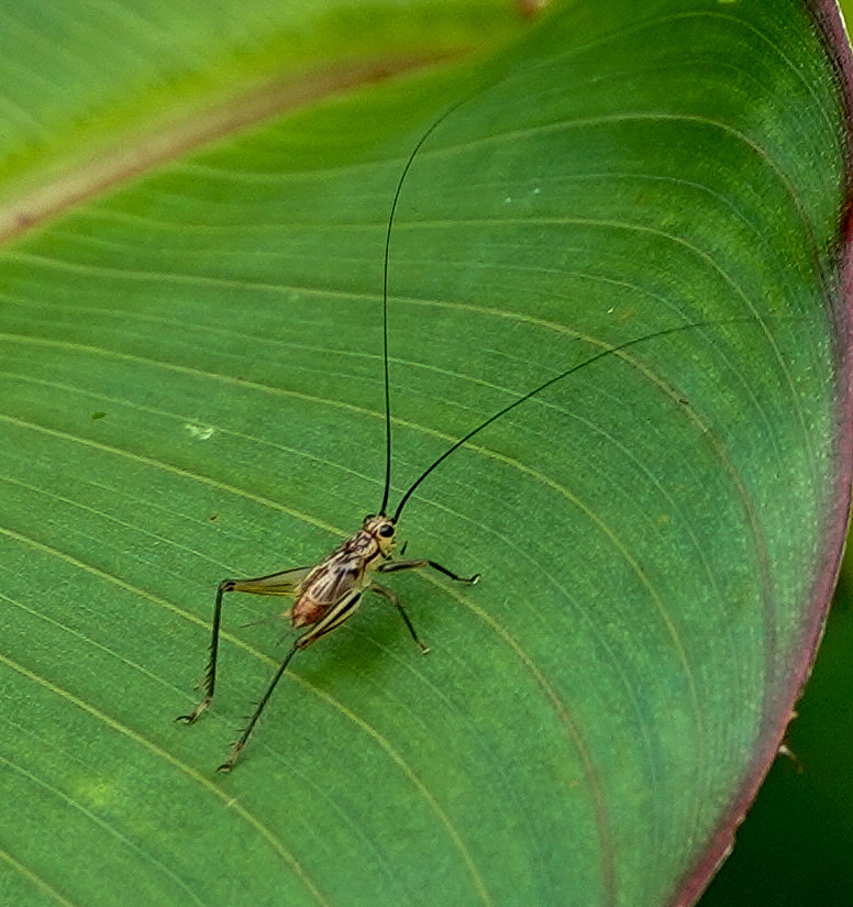 Nanixipha nahoa from Oʻahu, Honolulu, HI, US on July 21, 2023 at 09:09 ...